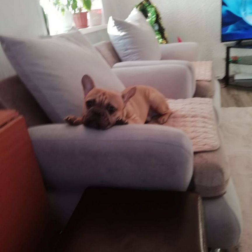 Пятилетний. француз ищет подругу