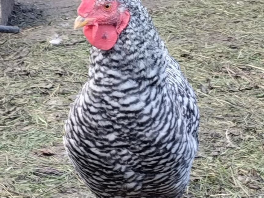 Молодые петухи Плимутрок и Адлерский 4 месяца