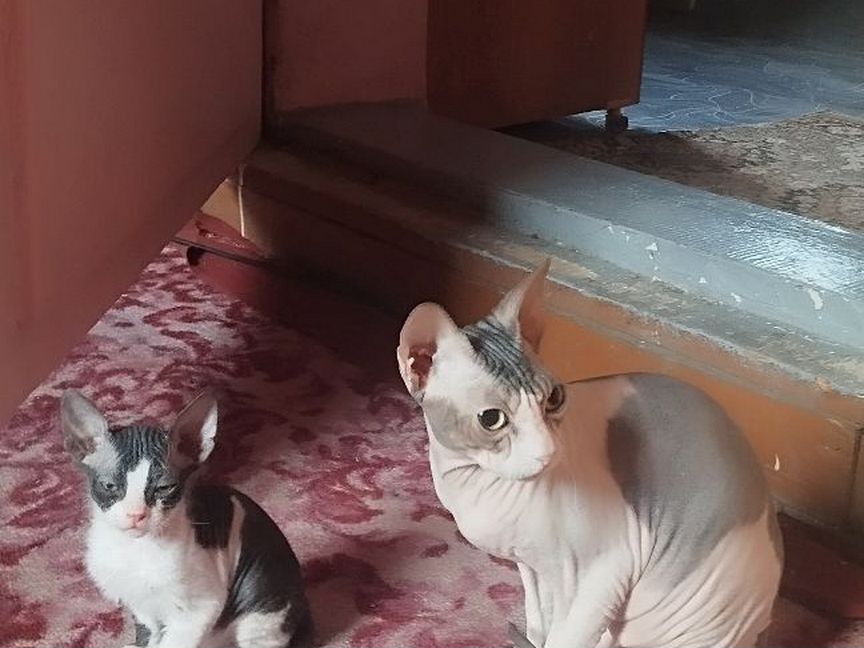 Котята сфинкс