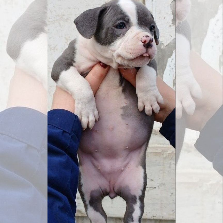 Американский булли, щенок