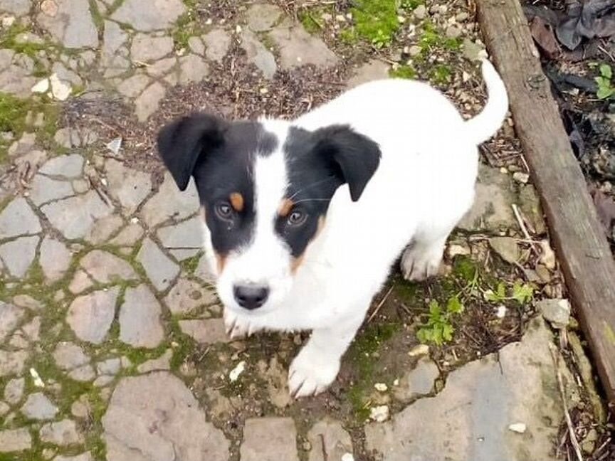 Щенок в добрые руки бесплатно