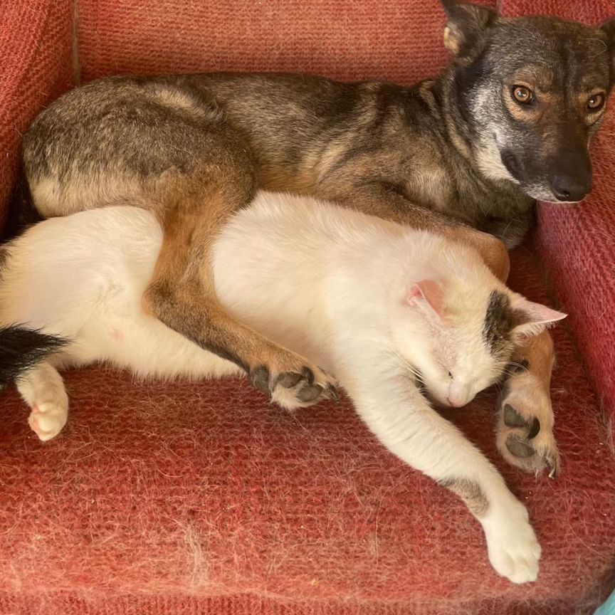 Взрослая собака в добрые руки