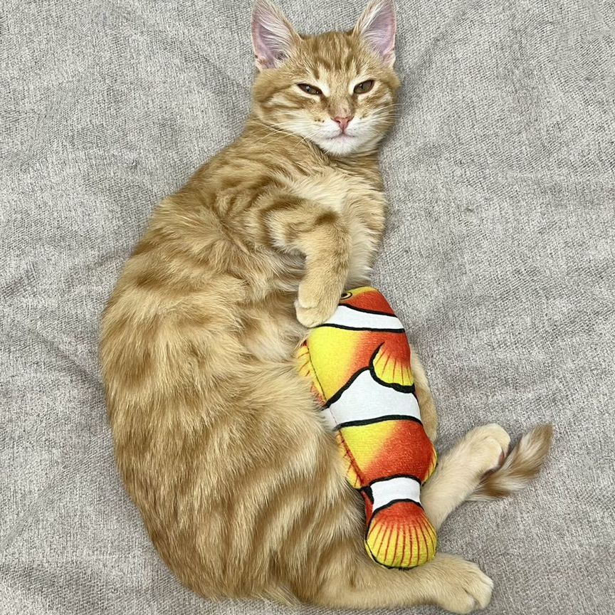 Рыжий котенок мальчик ищет дом