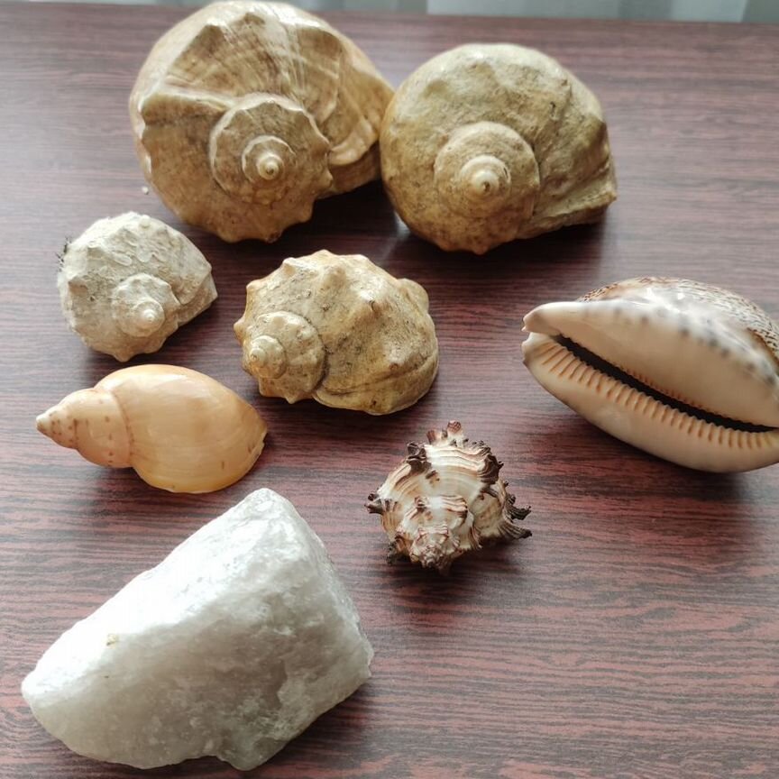 Ракушки для аквариума