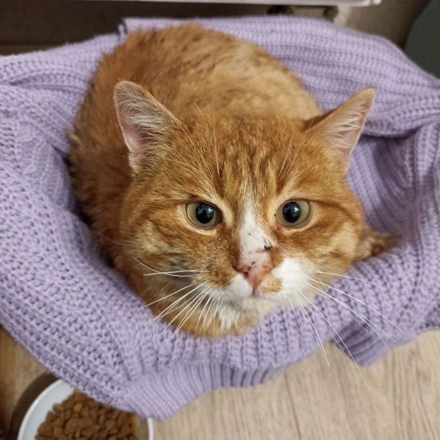 Котик ищет новый дом