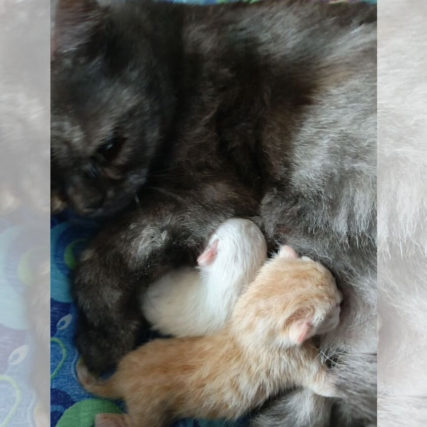 Котята в добрые руки мальчики