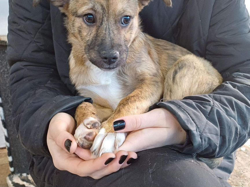 Щенок в добрые руки