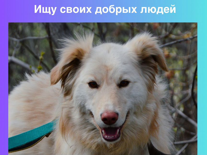 Собака в добрые руки, красивая Сью