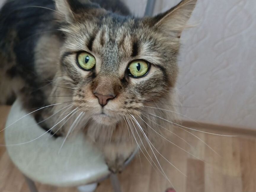 Мэйн кун кошка