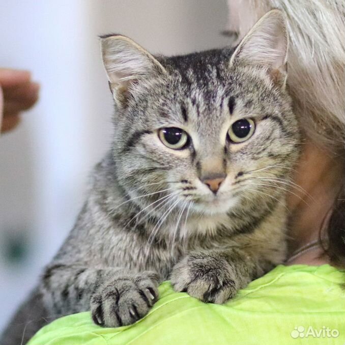 Полосатый ласковый кот