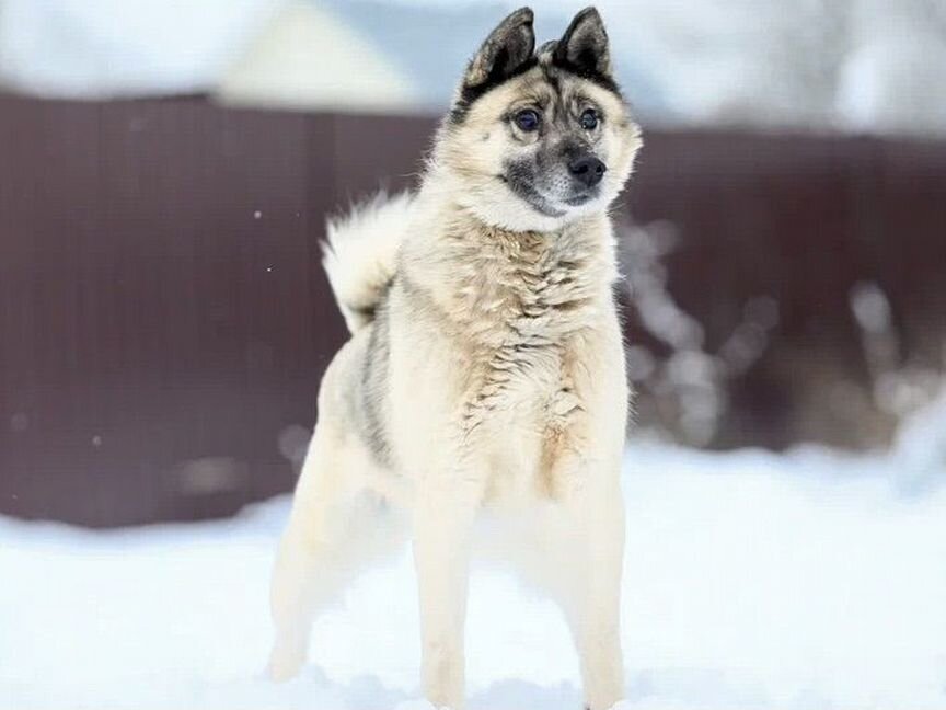 Особенный пес в добрые руки