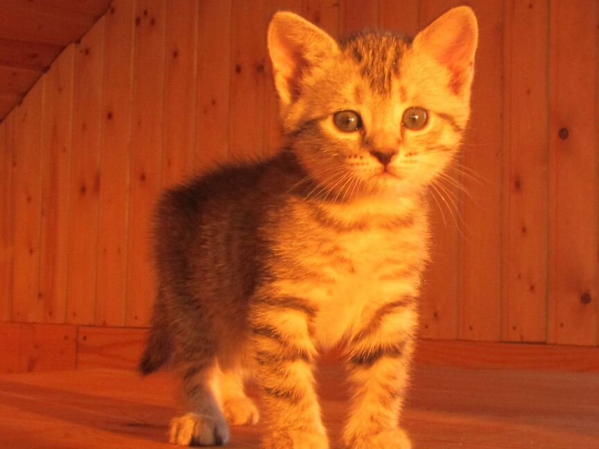 Котенок в добрые руки. Девочка