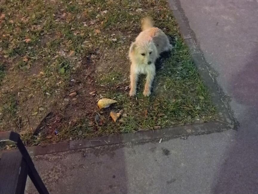 Собака