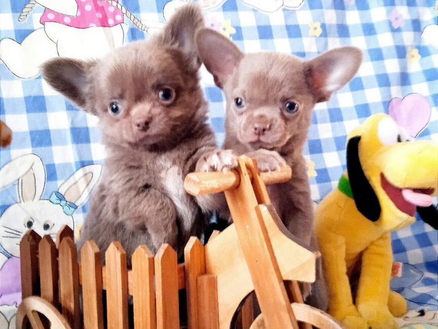 Лиловые малыши