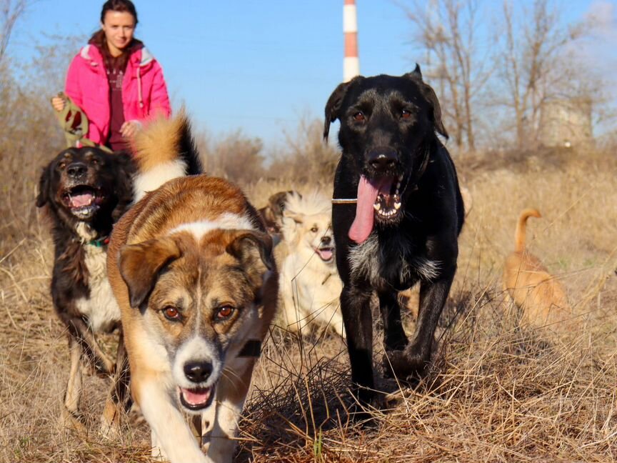 Собака в добрые руки