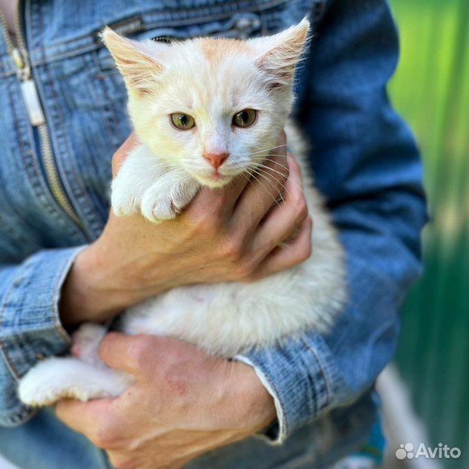 Кот светло-рыжий