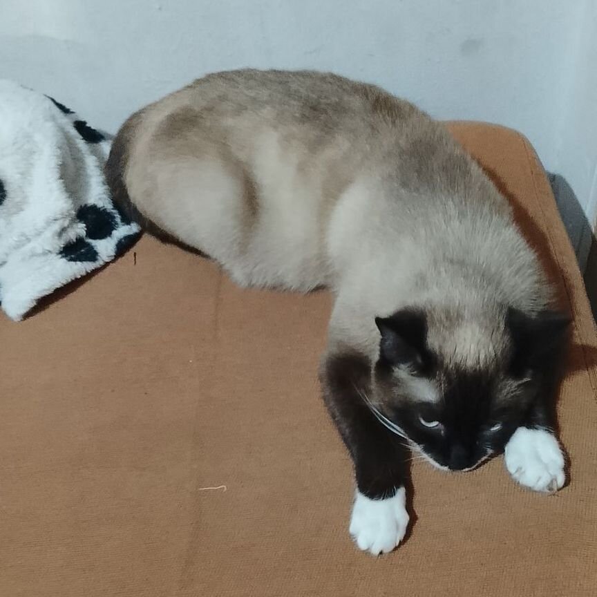 Сиамская, взрослая кошка