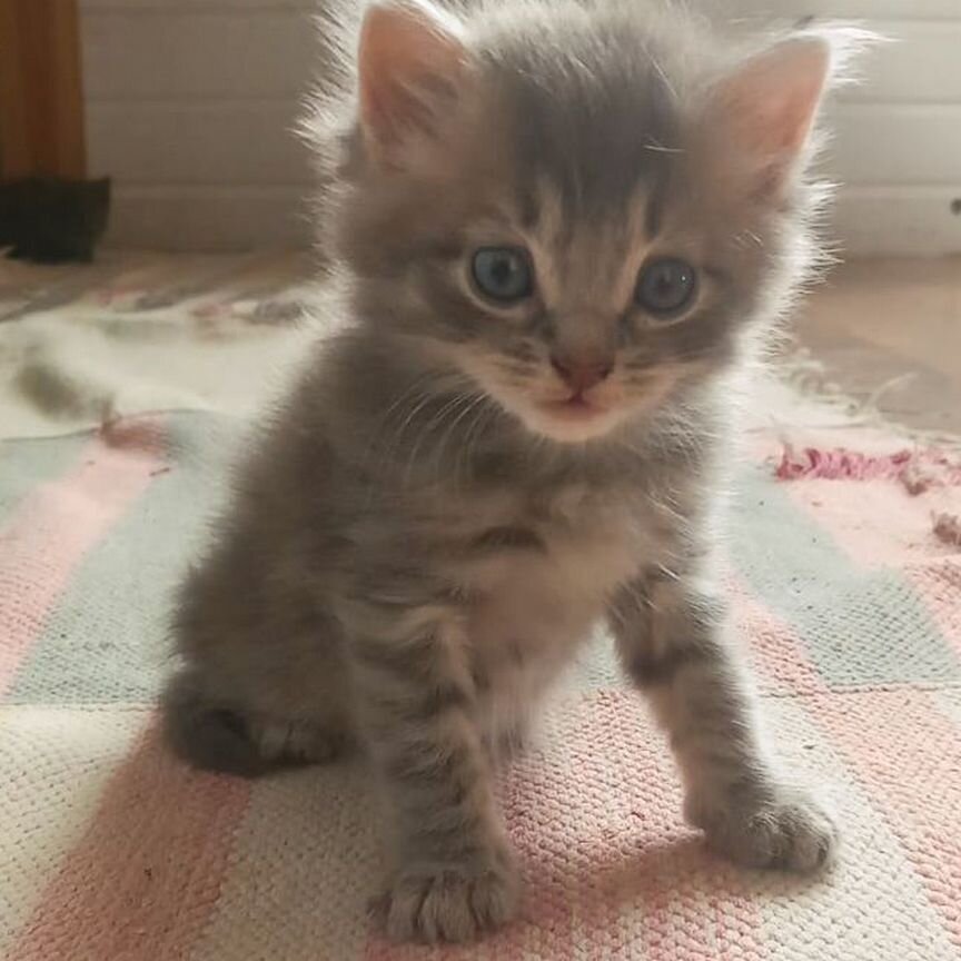 Супер ручные котята