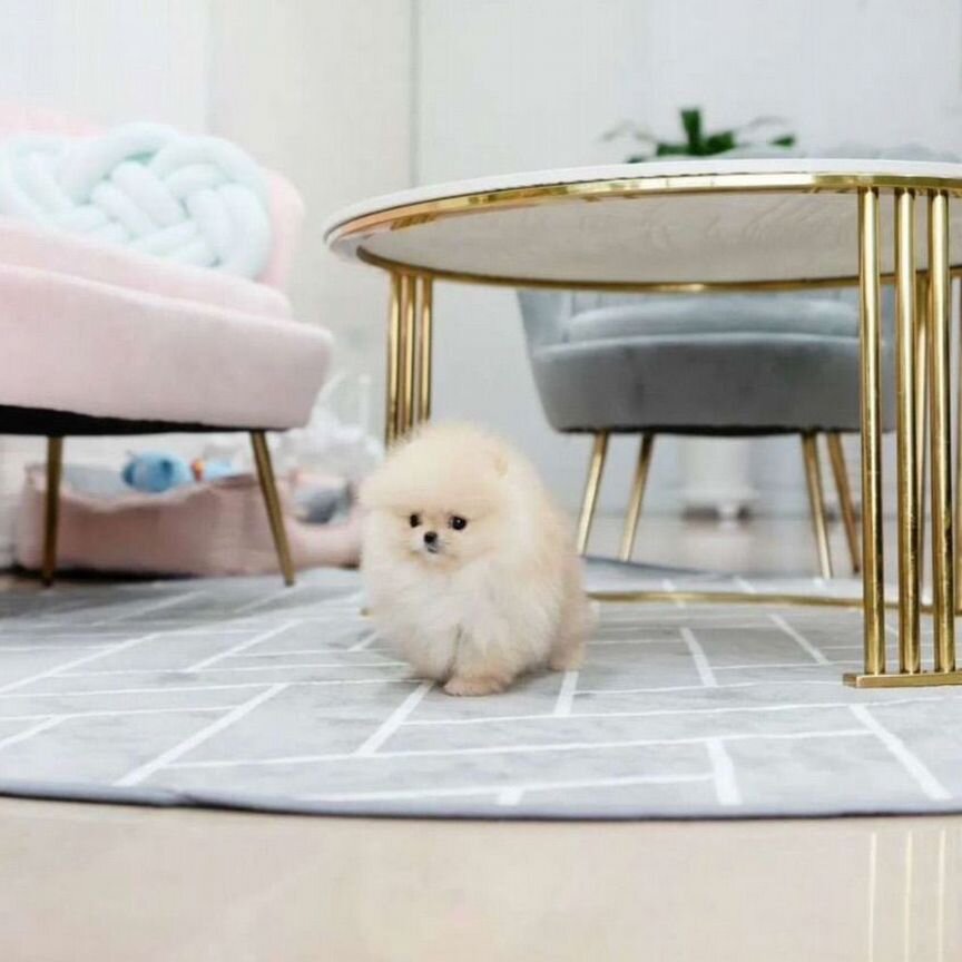 Микро и мини померанцы