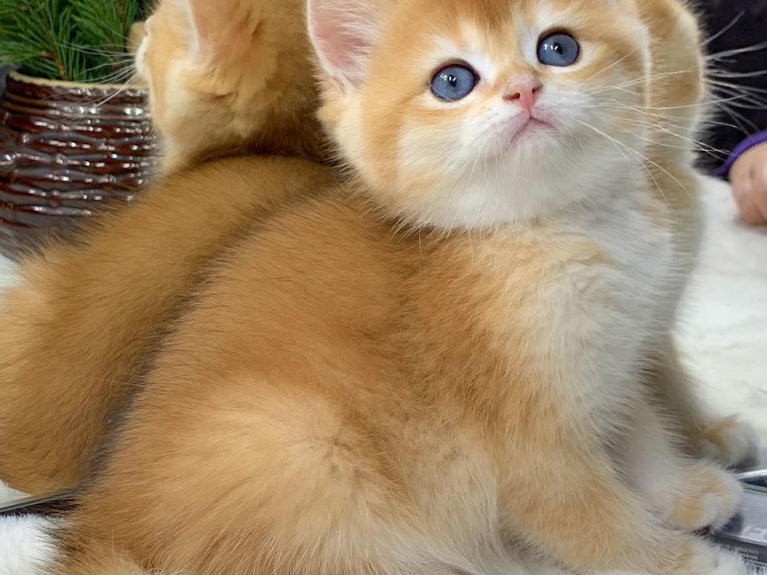Британские котята