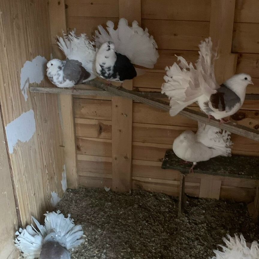 Голуби павлины 3 пары