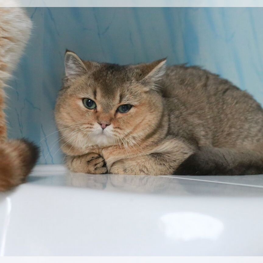 Британский котик золотой тикированный