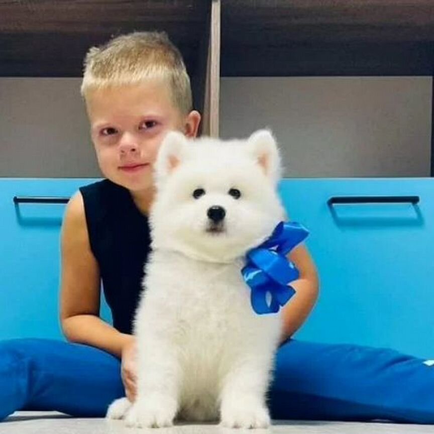 Белые Щеночки Самоеда для Вас