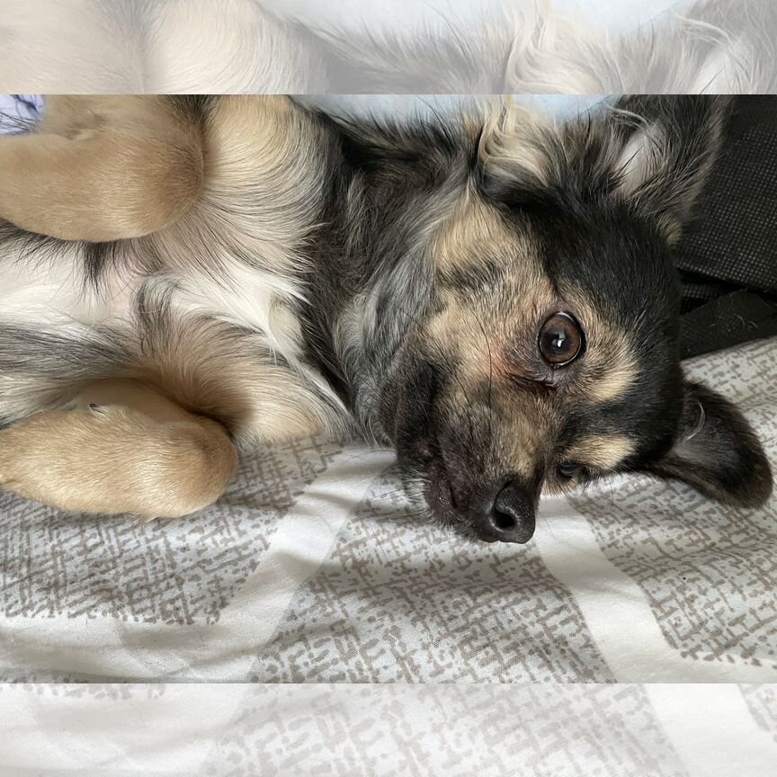 Чихуахуа, щенок