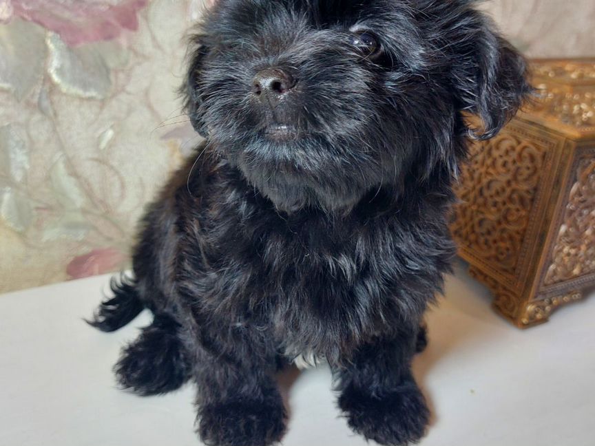 Уголёк йорк мальчик