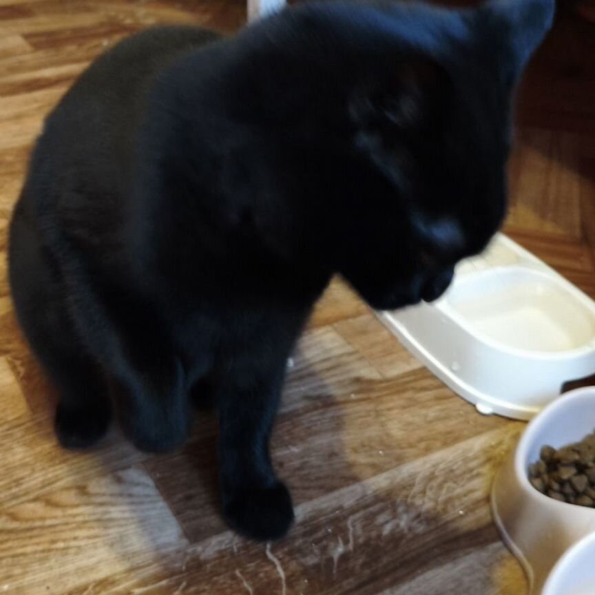 Отдам бесплатно Кота 5-6 лет