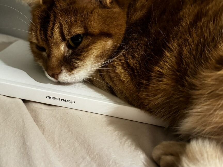 Кот
