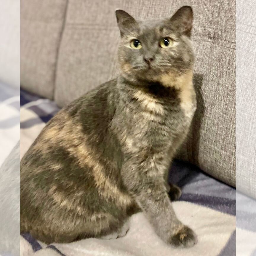 Британская короткошёрстная кошка, взрослая