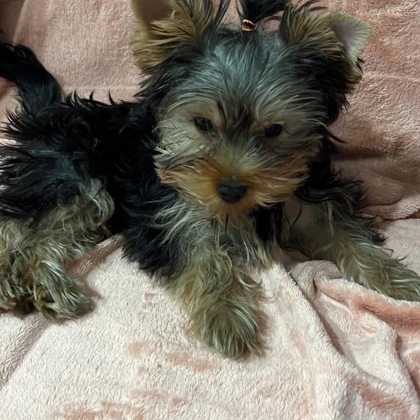 Йоркширский терьер