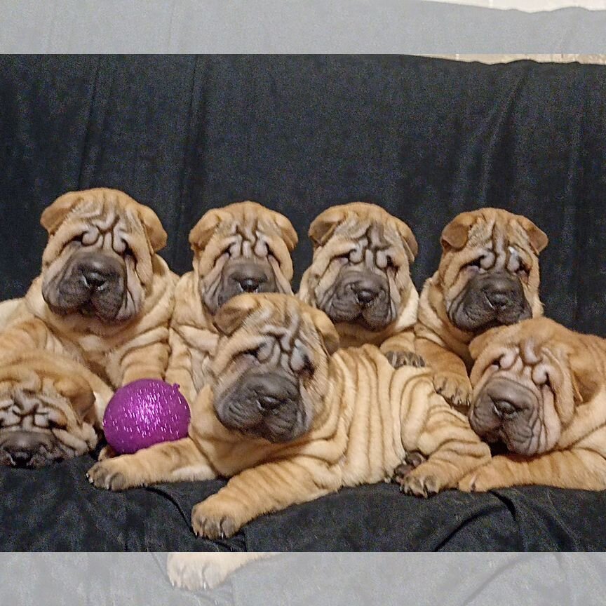 Шарпей, щенок