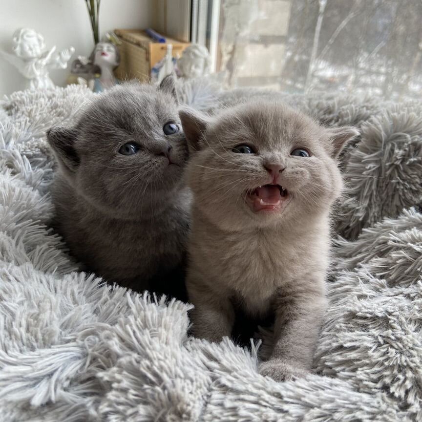 Шотландские вислоухие котята