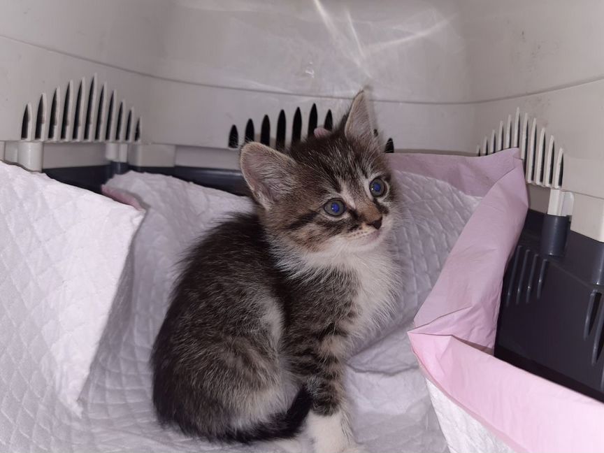 Кошки в добрые руки бесплатно