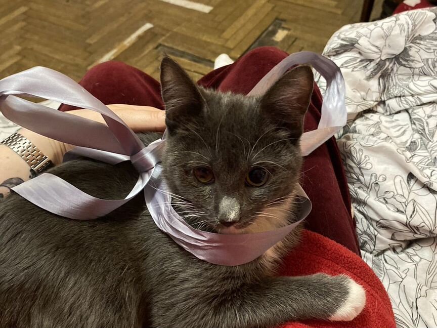 Маленькая малышка ищет дом