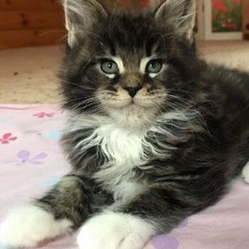 Котята Мейн кун Красавцы