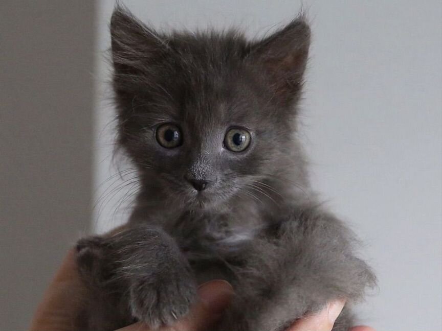 Котенок чудо ребенок