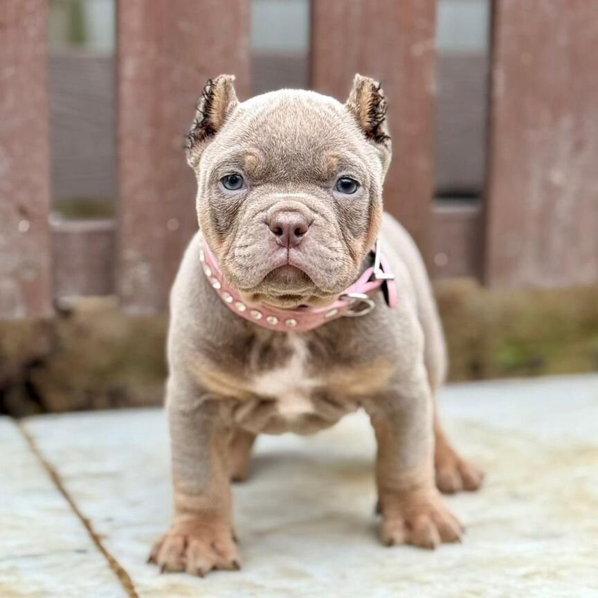 Американский булли, щенок