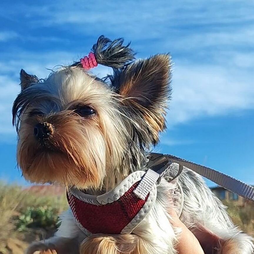 Йоркширский терьер