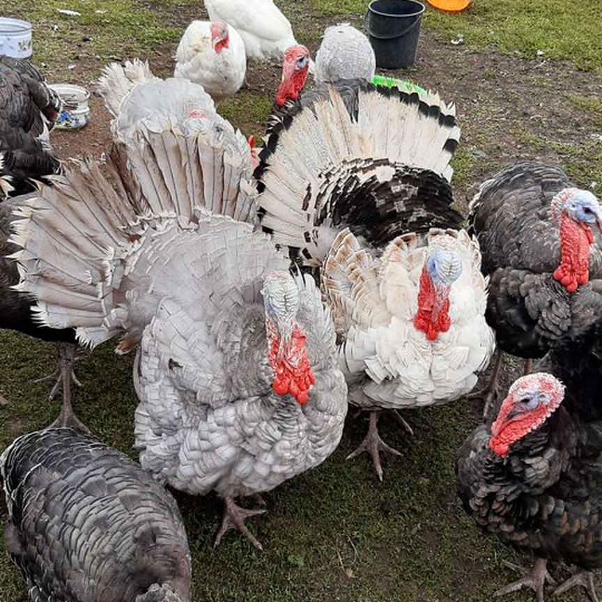 Индюки и индюшки