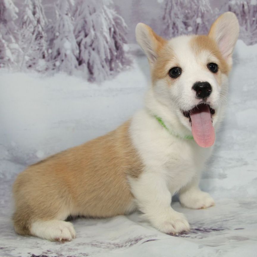 Вельш Корги Пемброк, щенок