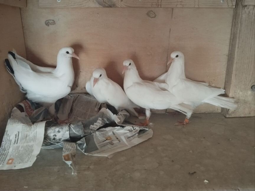 Бакинские бойные голуби широкохвостые и Чили