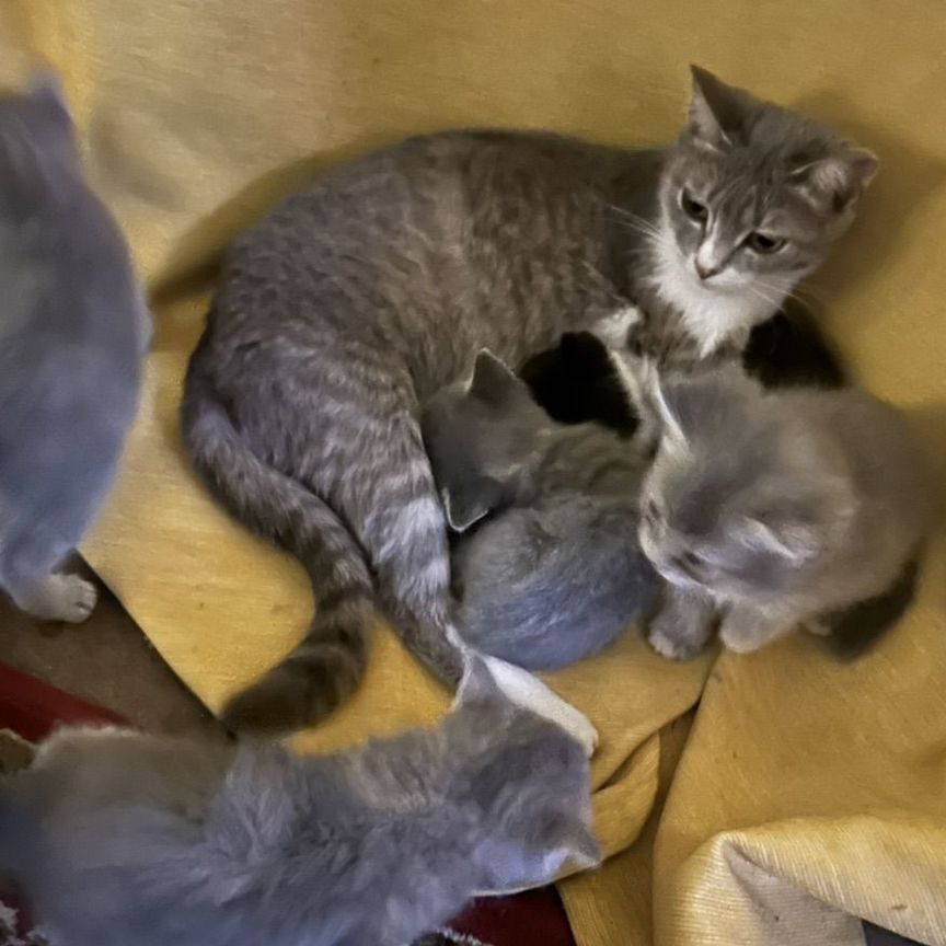 4 котенка