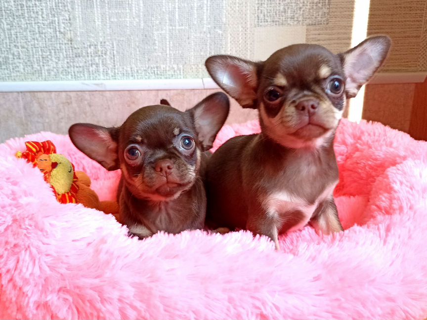 Шоколадно подпалые девочки чихуахуа