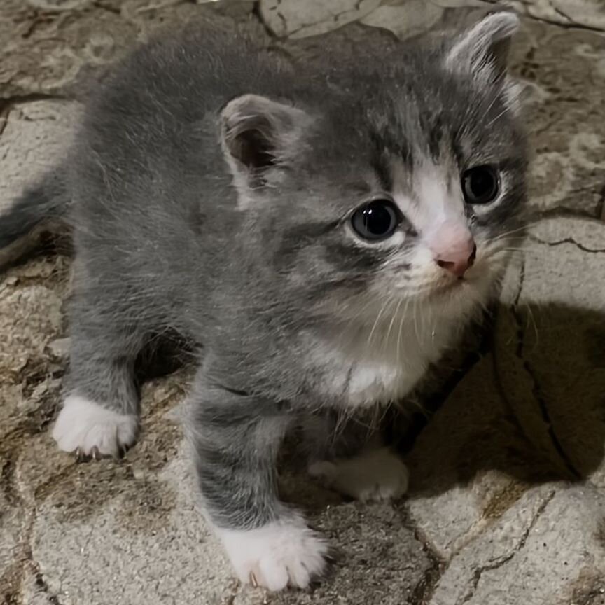 Отдам в добрые руки котёнка, родился 27.08