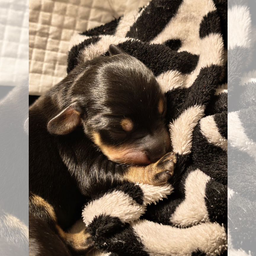 Такса, щенок