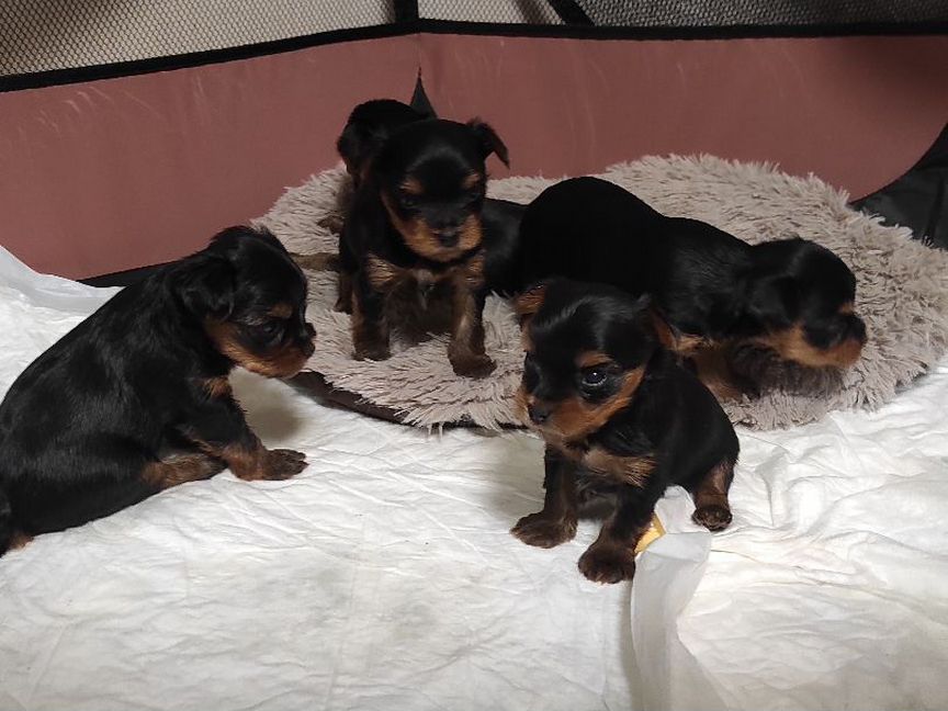 Девочки и мальчики