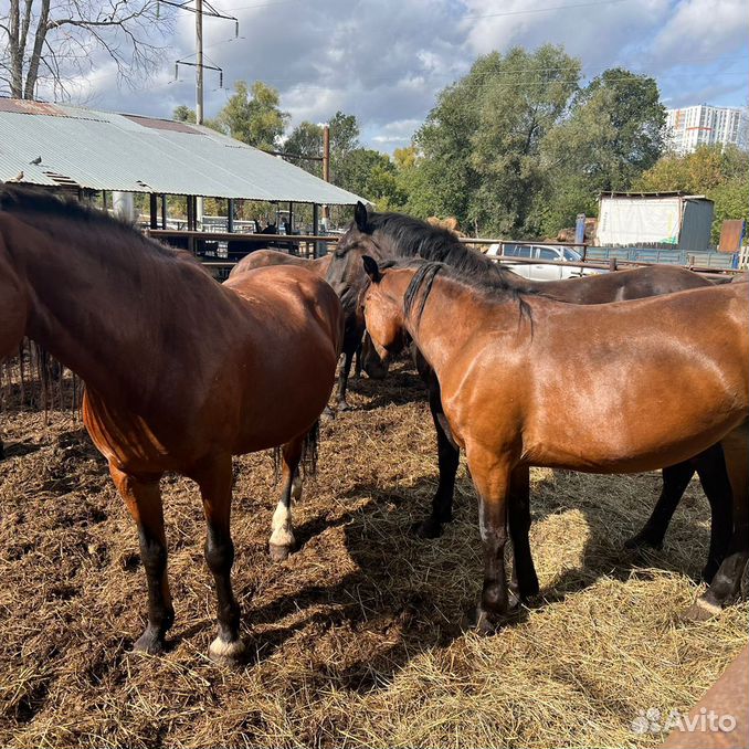 Продам лошадей